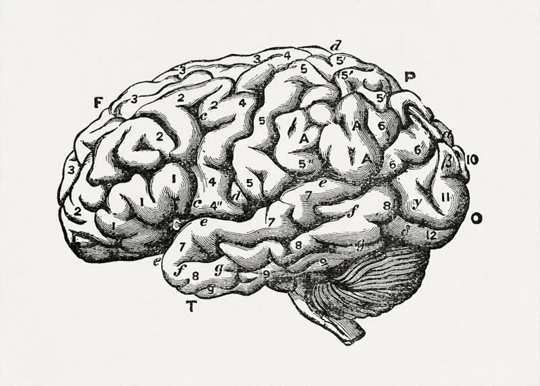 20 Mind-Bending Facts About the Human Brain That Most People Don’t Know