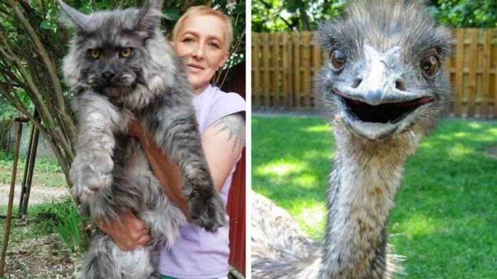 15 Most Expensive Pets You Can Own (Some Cost a Fortune)