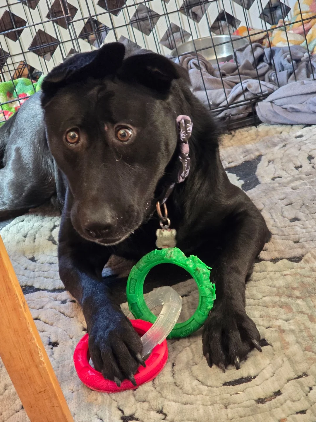 20 Cryptic Dogs That Are Anything But Normal