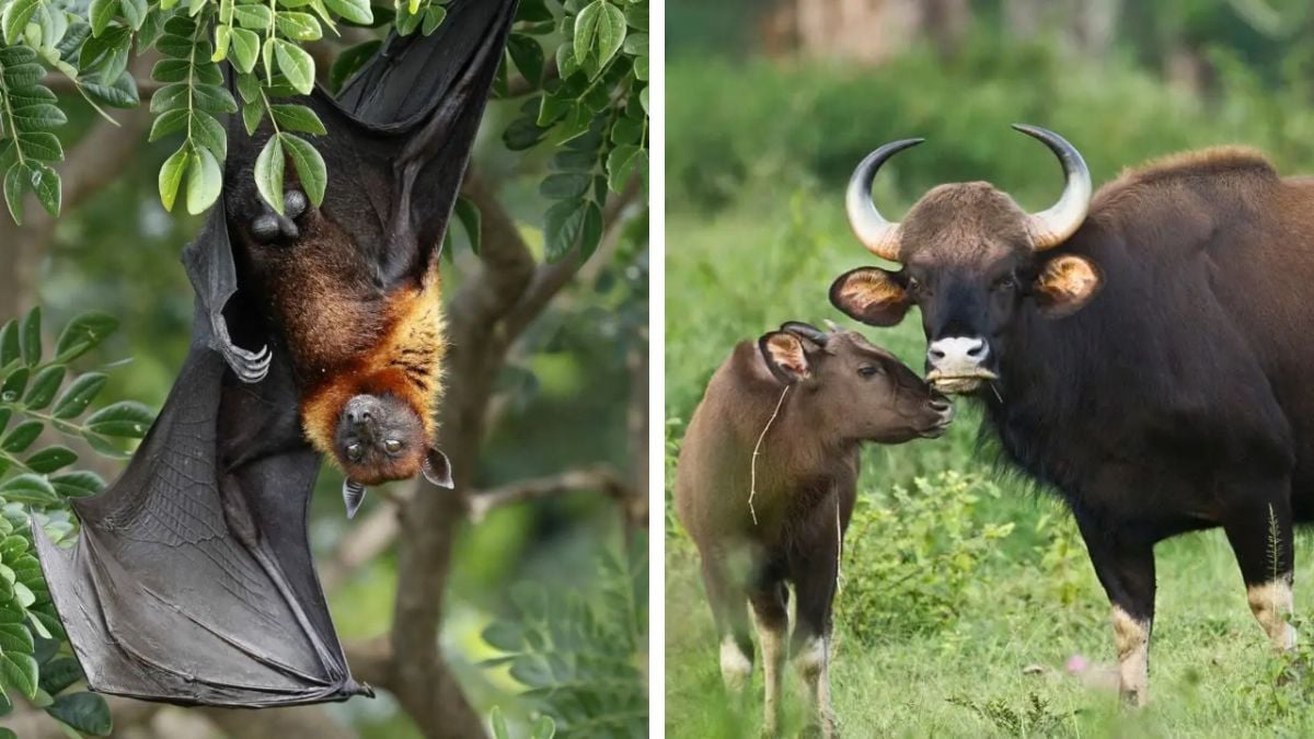 16 Animals Declared Extinct in the Late 1900s