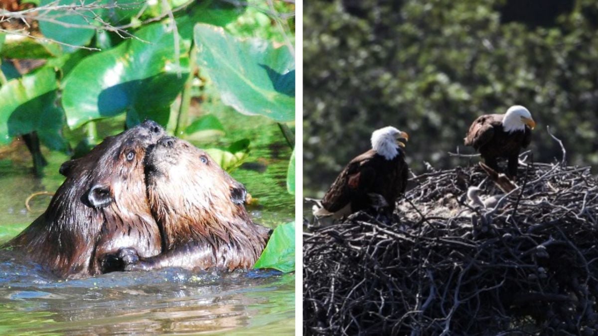 15 Wild Animals That Mate For Life