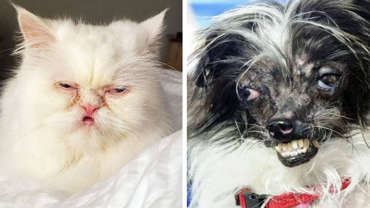 20 Pets With Weird Features That Make Them Unforgettable
