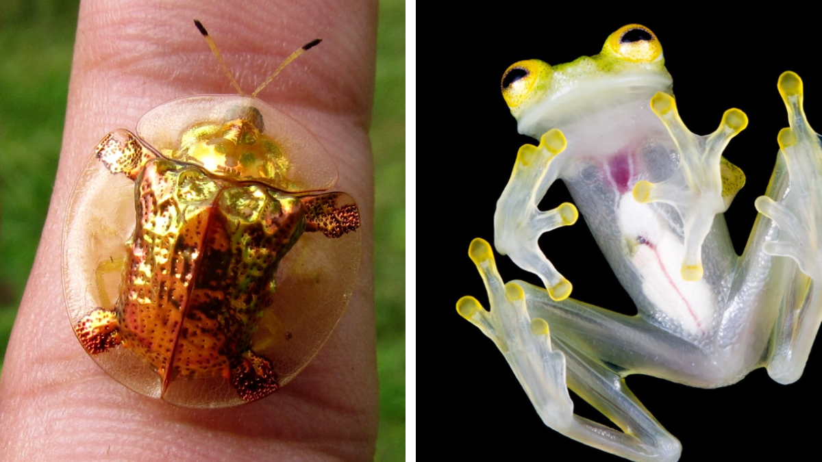 15 Real Transparent Animals That Look Completely Unreal