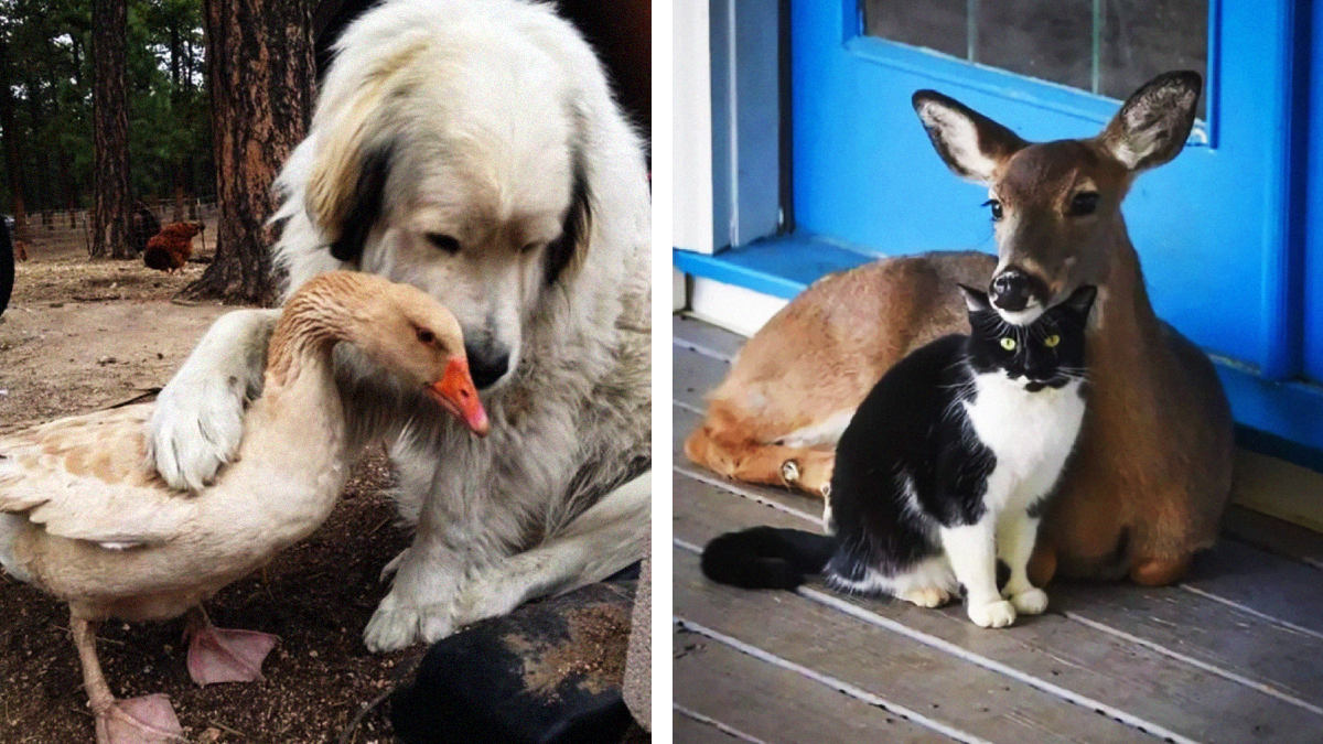 15 Heartwarming Photos of Interspecies Animal Friendships