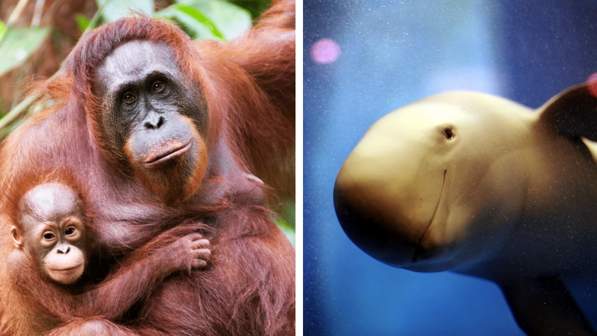 15 Animals That Could Disappear Within the Next Decade