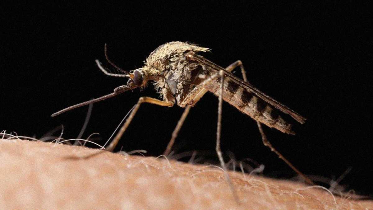 17 Animals So Dangerous They Can Kill in Seconds