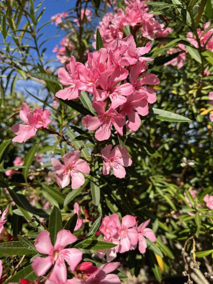 14 Stunning Plants That Hide Dangerous Secrets